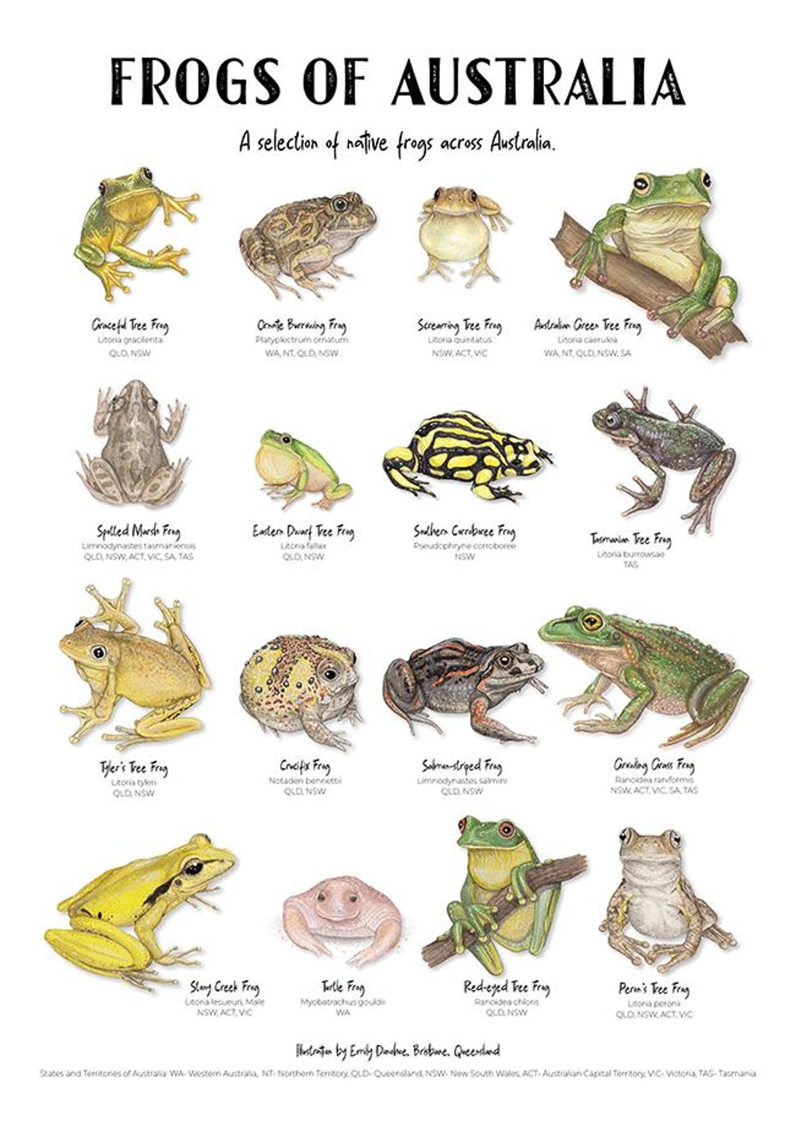 Frogs of Australia Poster A3 - Etsy