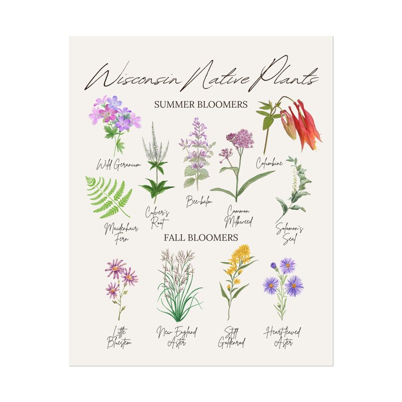 Wisconsin Wildflowers Art Wisconsin Native Plants Poster Madison Wall ...