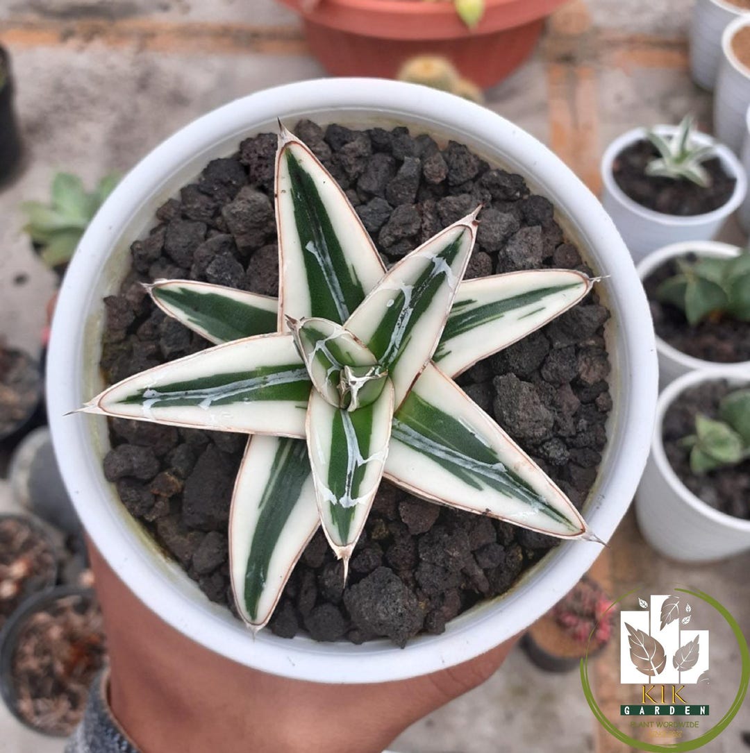 Agave White Rhino Medium Size - Etsy