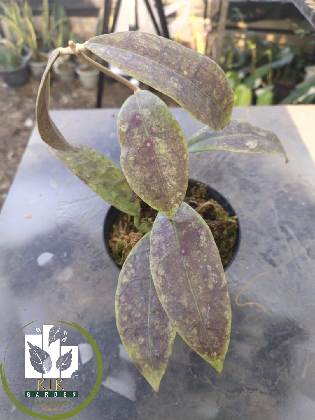 Hoya AFF Lambi Red Sp Borneo Big Plant - Etsy