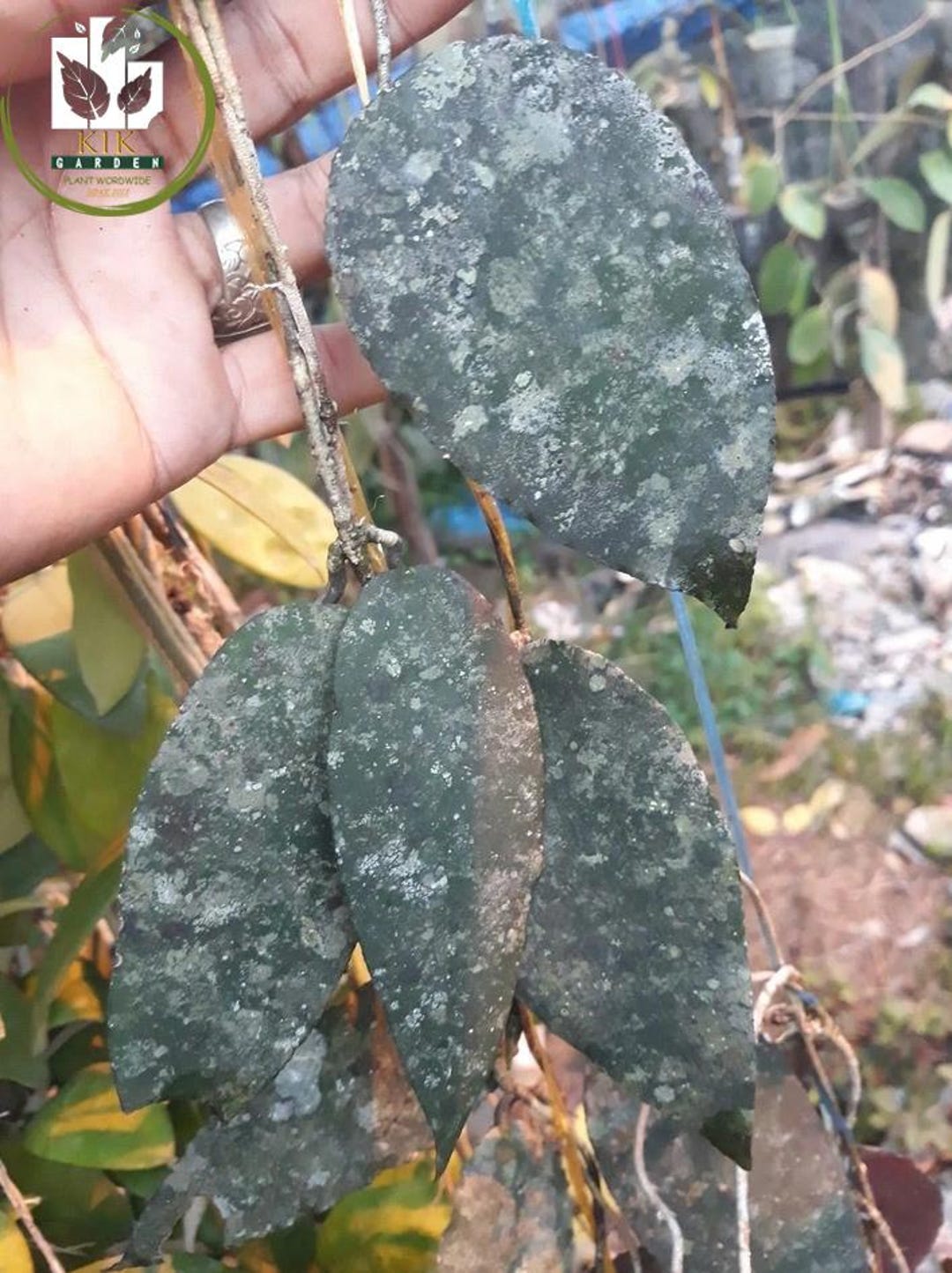 This item is unavailable - Etsy