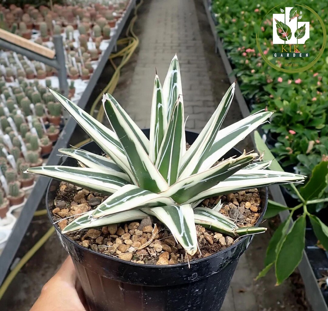 Agave White Rhino Large Size - Etsy