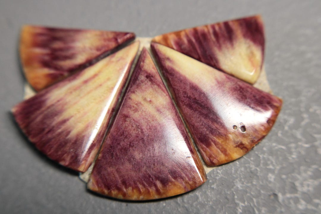 Spiny Oyster Fan- All or Part! - Etsy