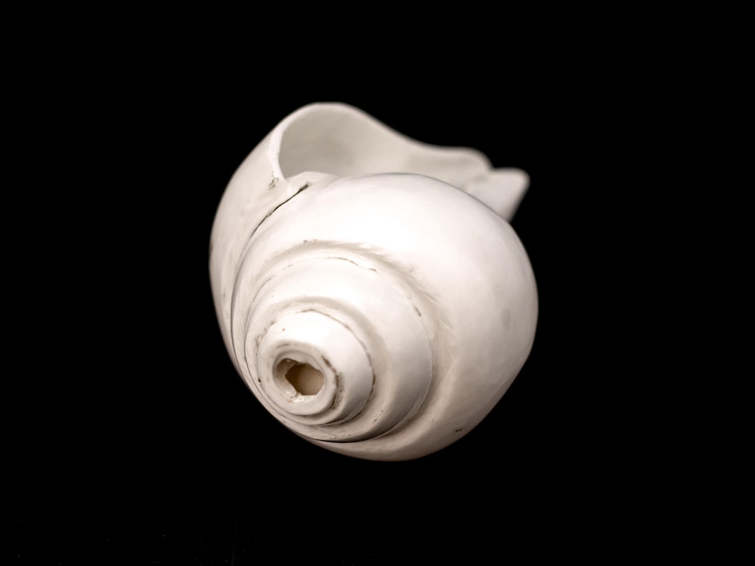 Sacred Shankha / Conch Shell for Sound Healing & Meditation ...