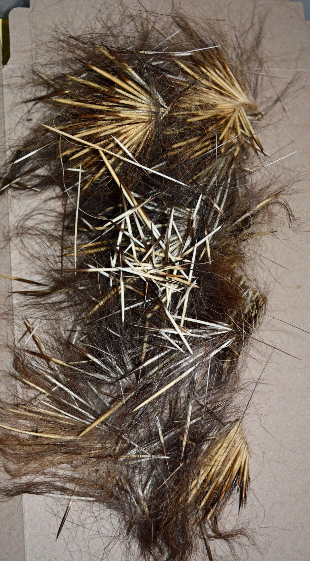 Natural Porcupine Quills With Tips and Hair for Supply Jewelry Art ...