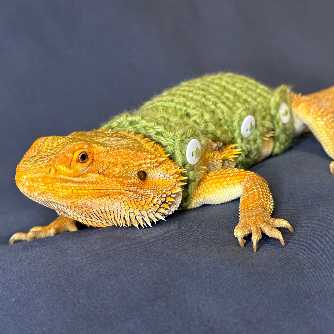 Bearded Dragon Sweater With Buttons Crochet Pattern - Etsy