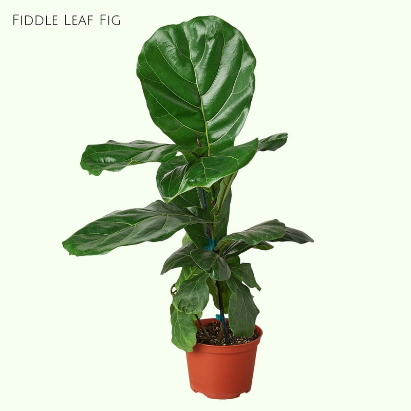 Fiddle Leaf Fig Tree - Etsy