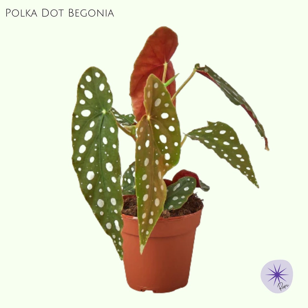 Rare Begonia Maculata Live Plant, Stunning Polka Dot Begonia, Unique ...