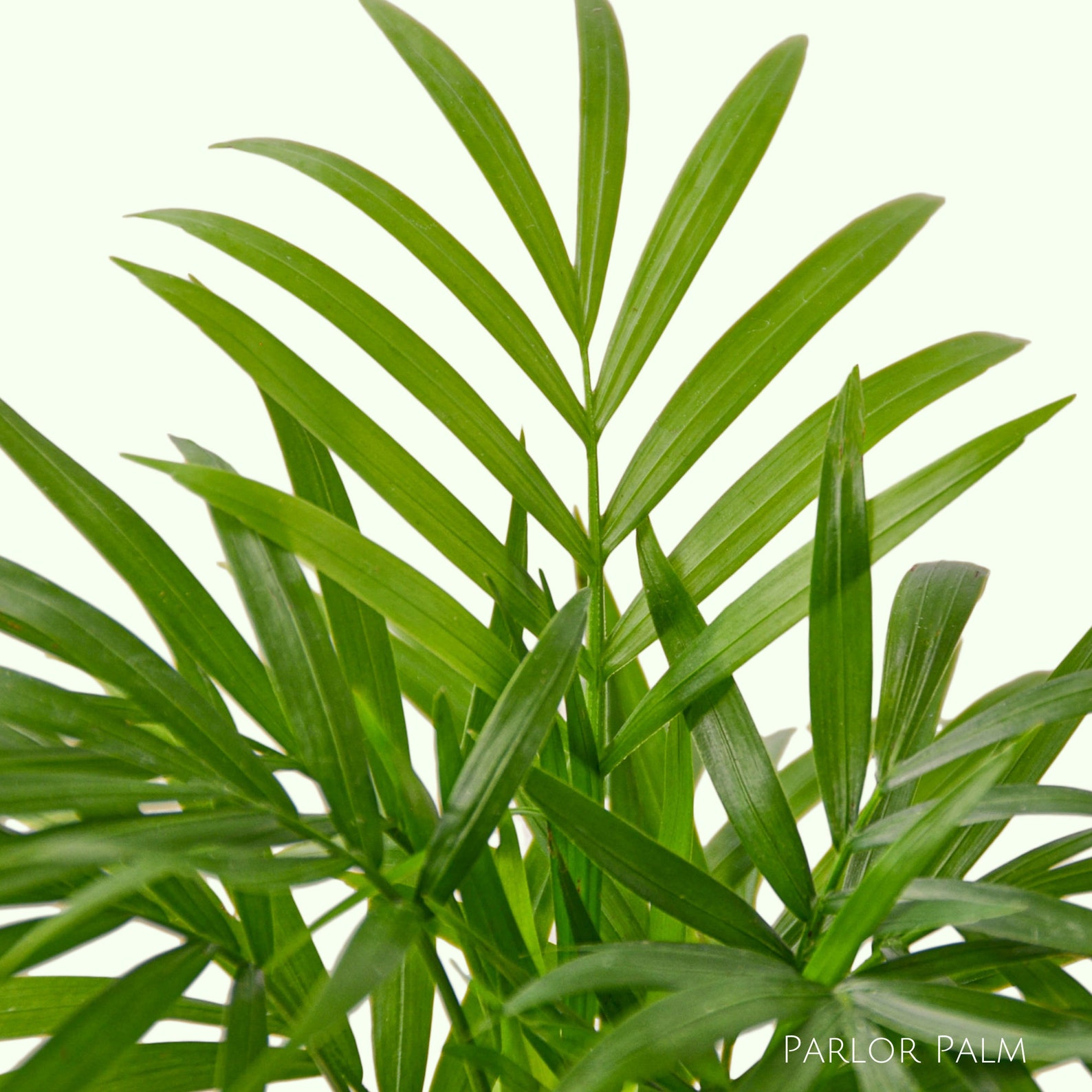 Parlor Palm Live House Plant, Chic Indoor Greenery, Elegant Low-light ...
