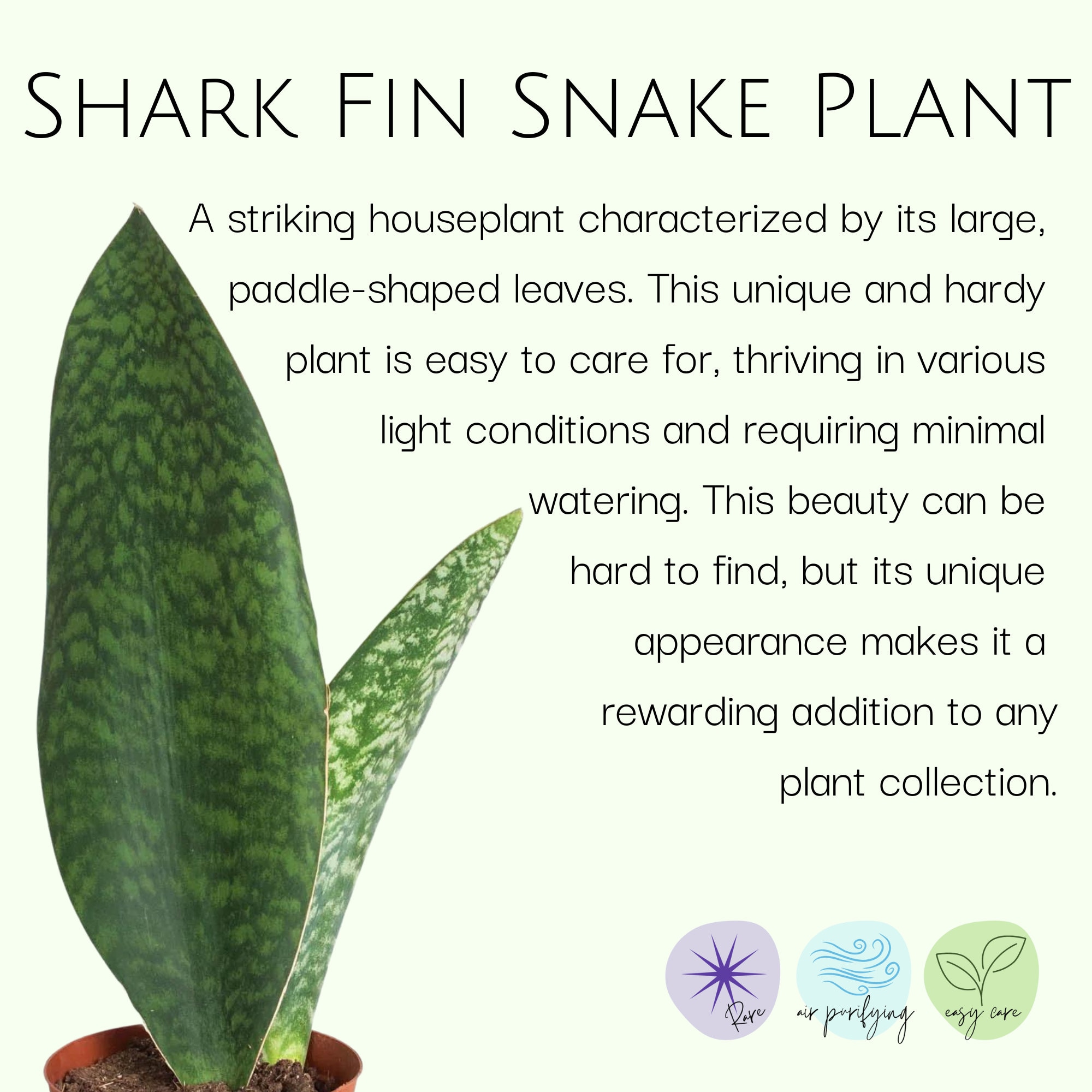 Rare Shark Fin Snake Plant, Sansevieria Masoniana, Shark Fin, Whale Fin ...