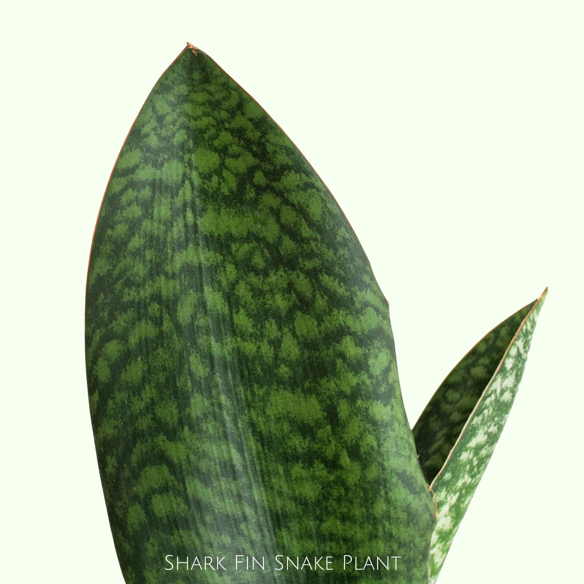 Rare Shark Fin Snake Plant, Sansevieria Masoniana, Shark Fin, Whale Fin ...