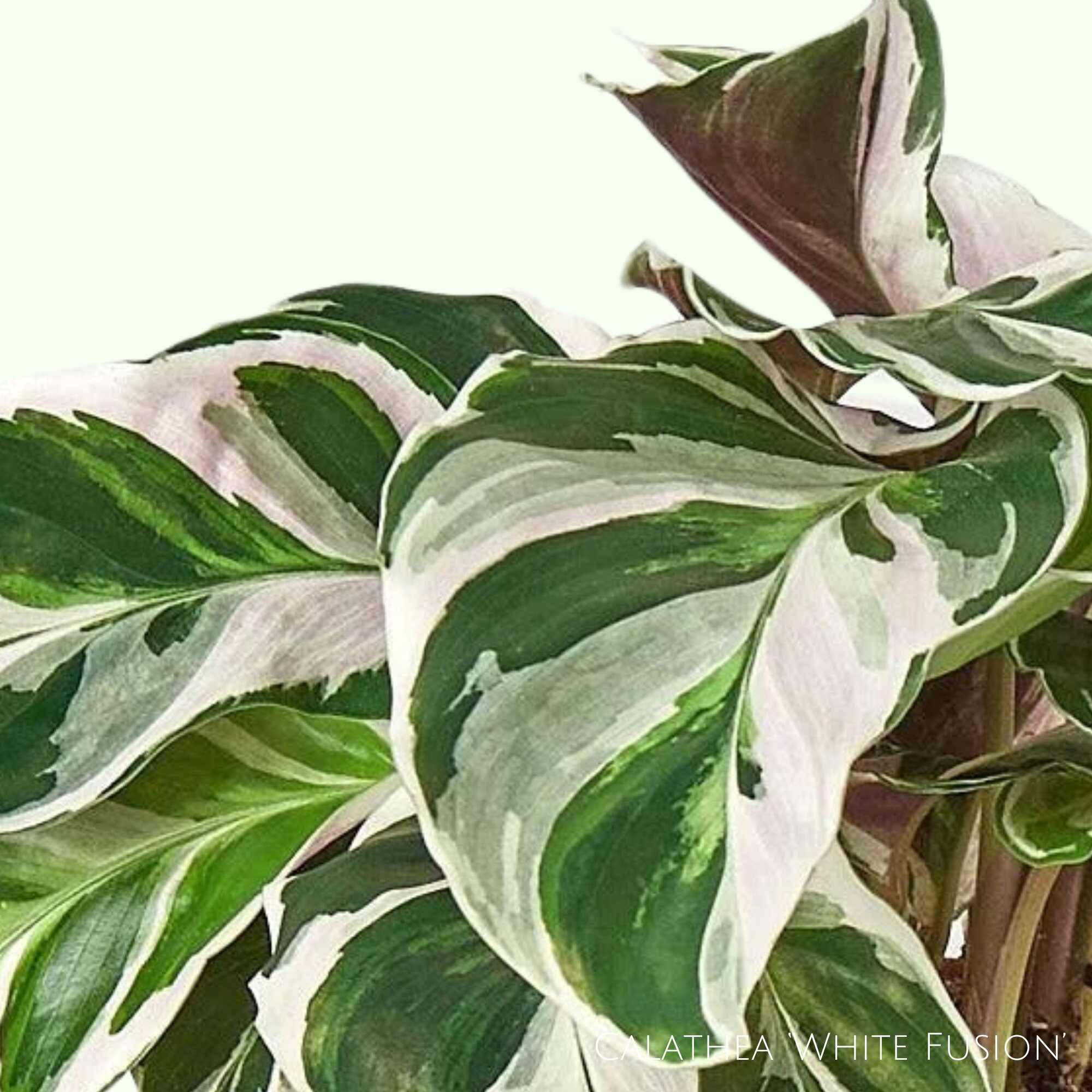 Rare Calathea 'white Fusion' Plant, Stunning Peacock Plant, Exotic Zebra Plant, Indoor Tropical ...