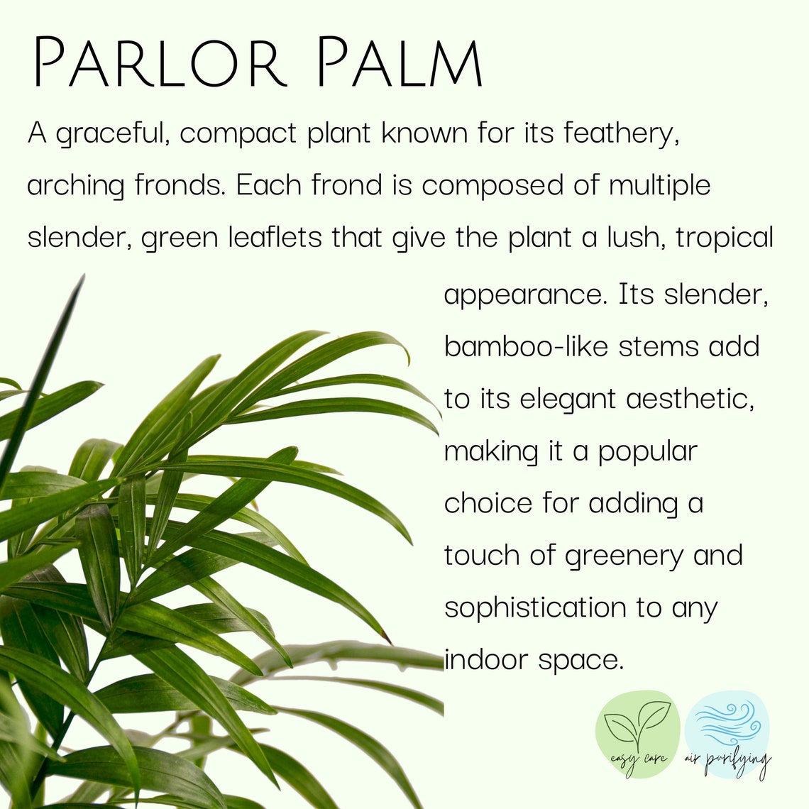 Parlor Palm Live House Plant, Chic Indoor Greenery, Elegant Low-light ...