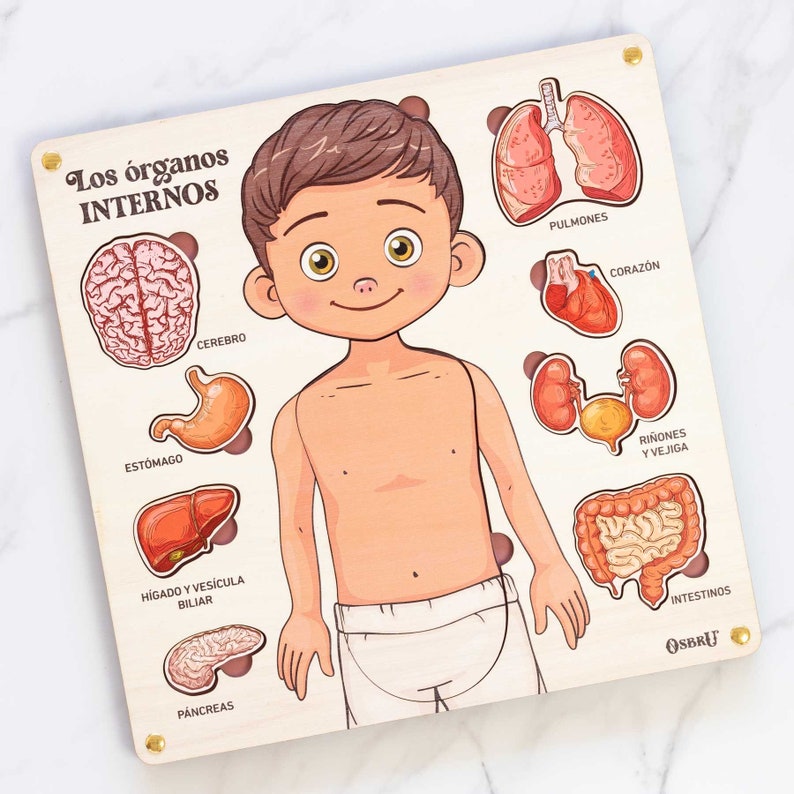 Educational Game of Human Organs. Learn the Functioning of the Internal ...
