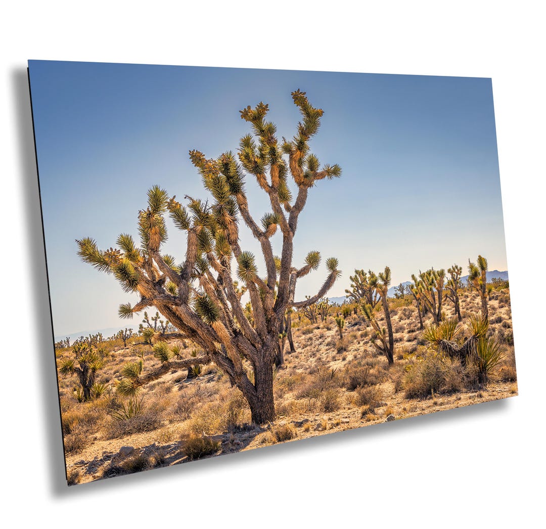 Real Photo Joshua Tree Print Joshua Tree Art Joshua Tree Poster Joshua ...