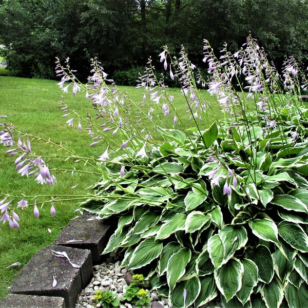 White Hosta - Etsy