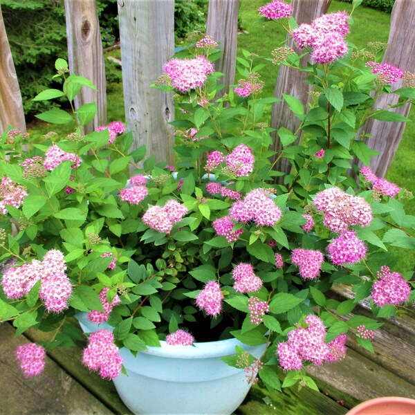 Pink Spirea - Etsy