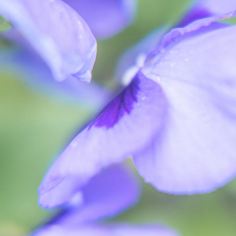 Minimalist Floral Photography Print, Dreamy Purple Flower Wall Art ...