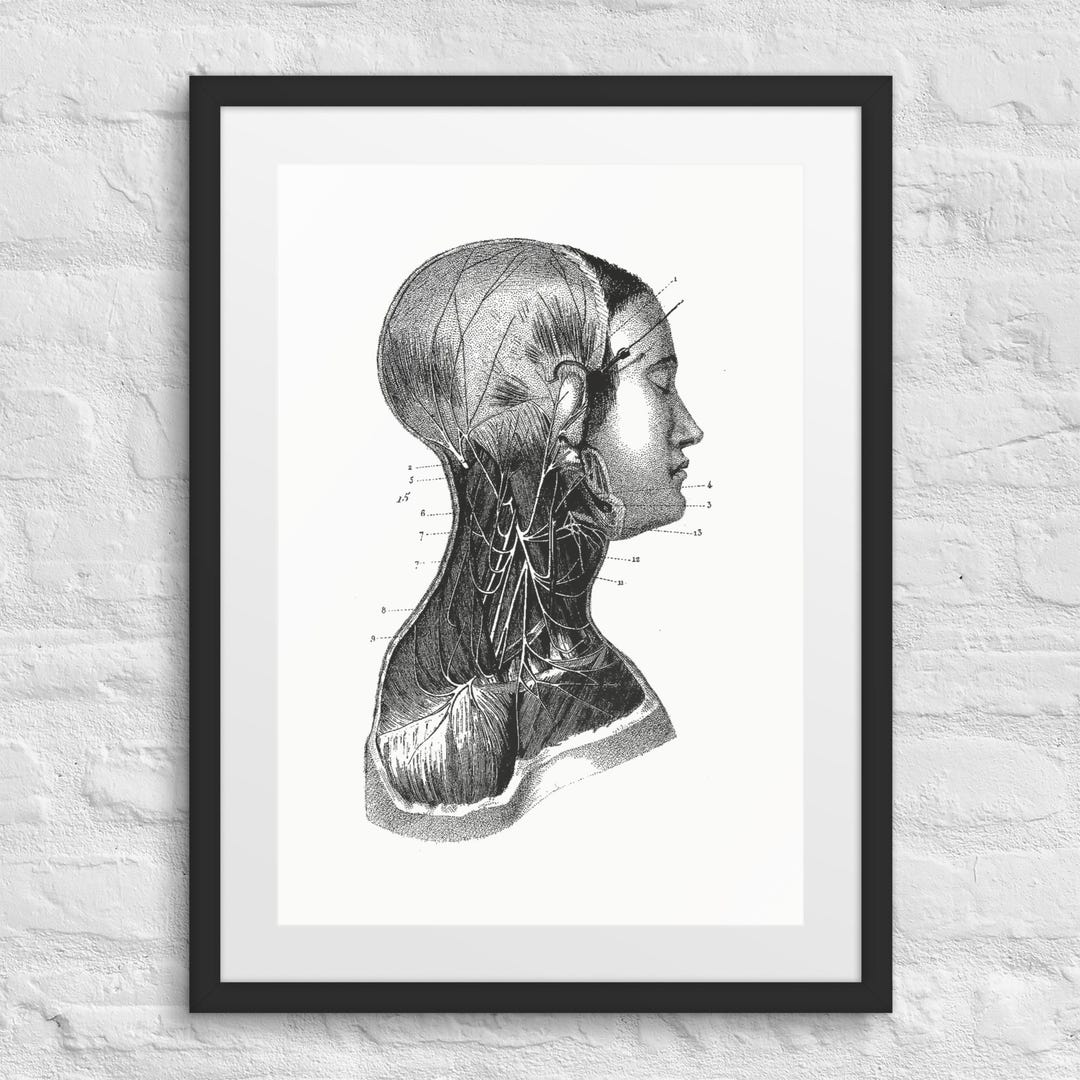 Human Head Diagram Halloween Framed Poster Art, Medical Anatomy Wall ...