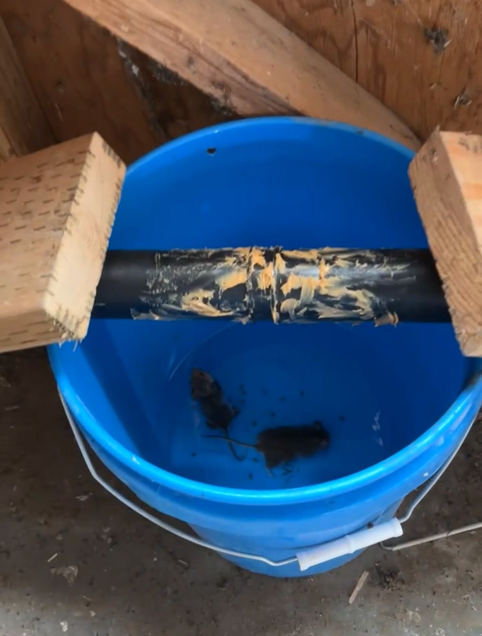 The Over Engineered Combo Mouse Trap & Ramp - Etsy