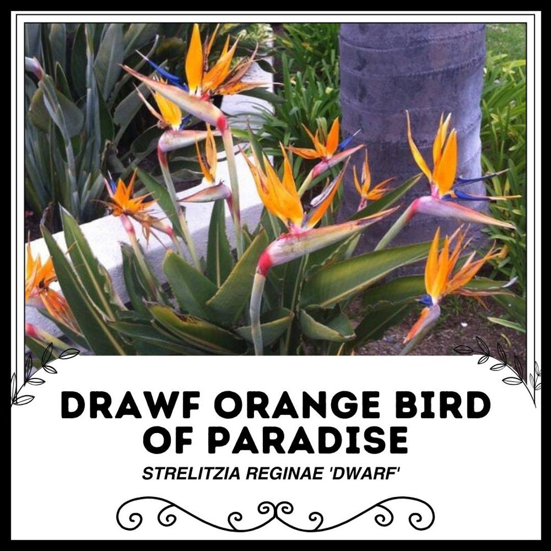 Drawf Orange Bird of Paradise - Strelitzia Reginae 'dwarf' - Rare ...