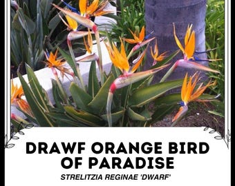 Drawf Orange Bird of Paradise - Strelitzia Reginae 'dwarf' - Rare ...