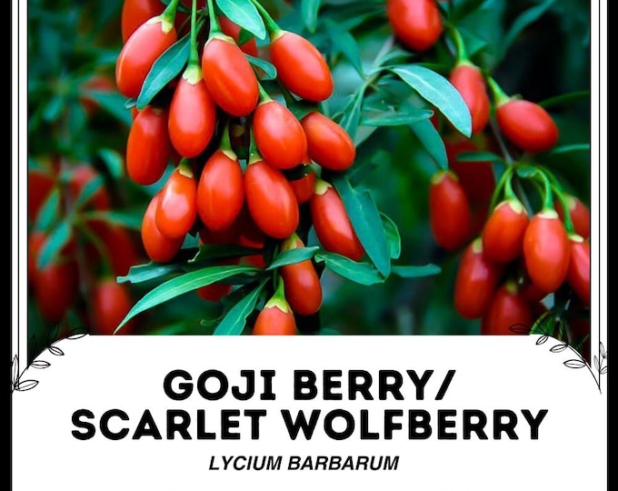 Black Goji Berry Seeds | RARE | Black Wolfberry 20+ Seeds | Chinese ...