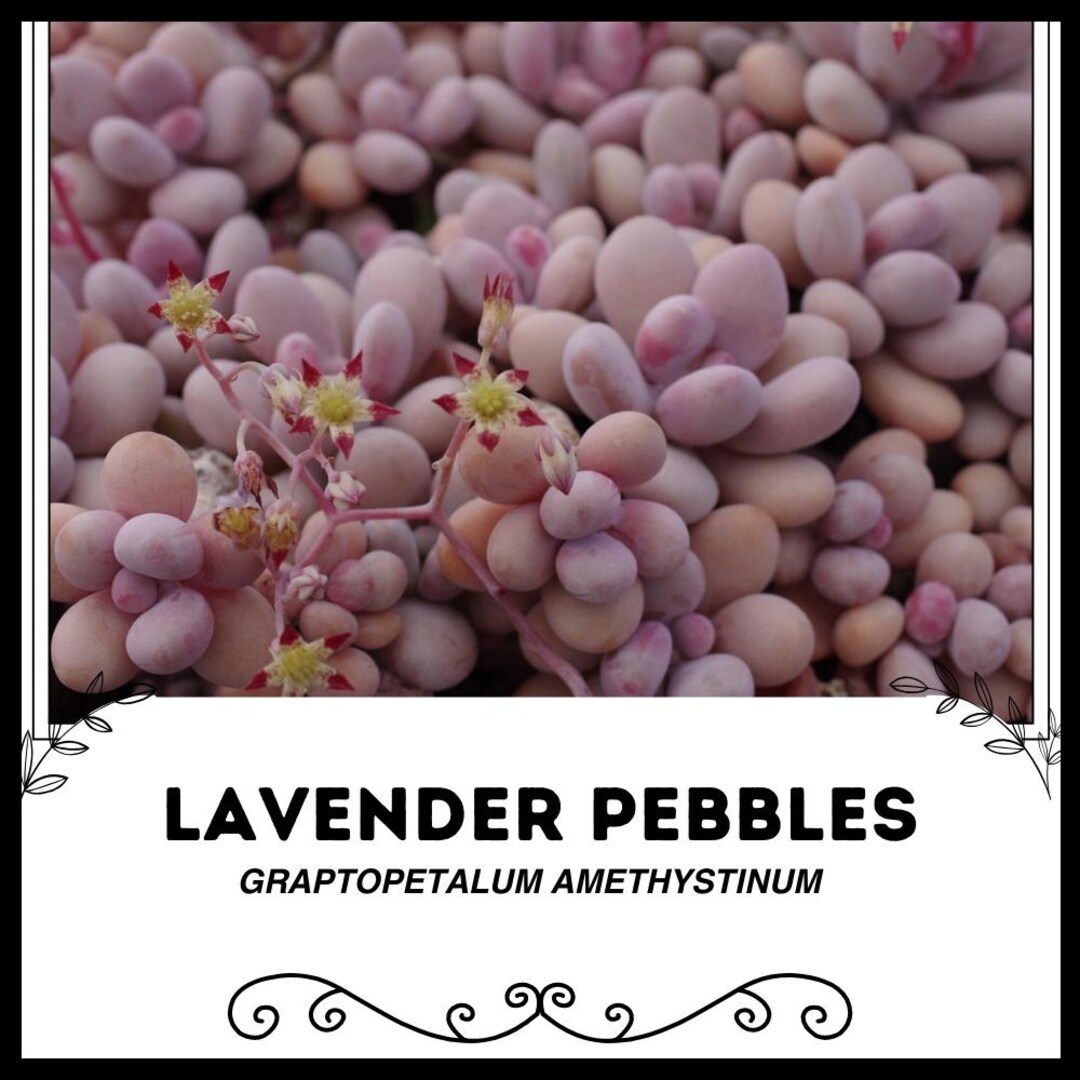 Lavender Pebbles - Graptopetalum Amethystinum - Rare 'succulent' Seeds ...