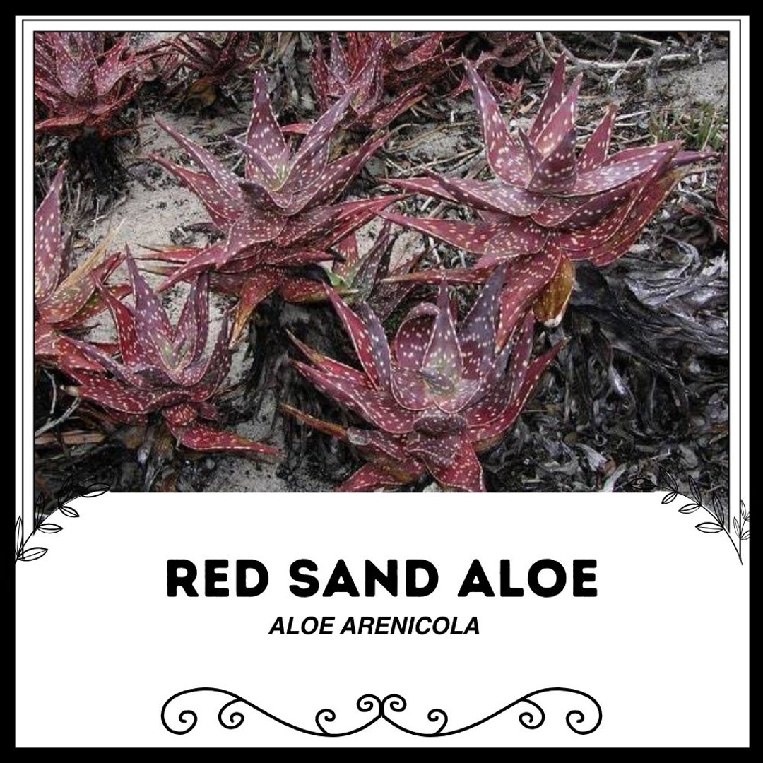 Red Sand Aloe - Aloe Arenicola - Rare 'succulent Plant' Seeds - Coral ...