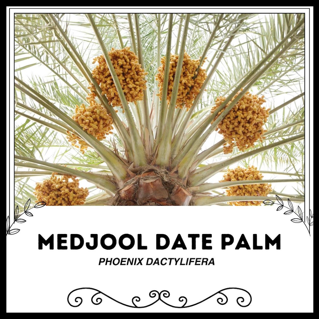 Medjool Date Palm - Phoenix Dactylifera - Rare Plants Seeds - Judean ...