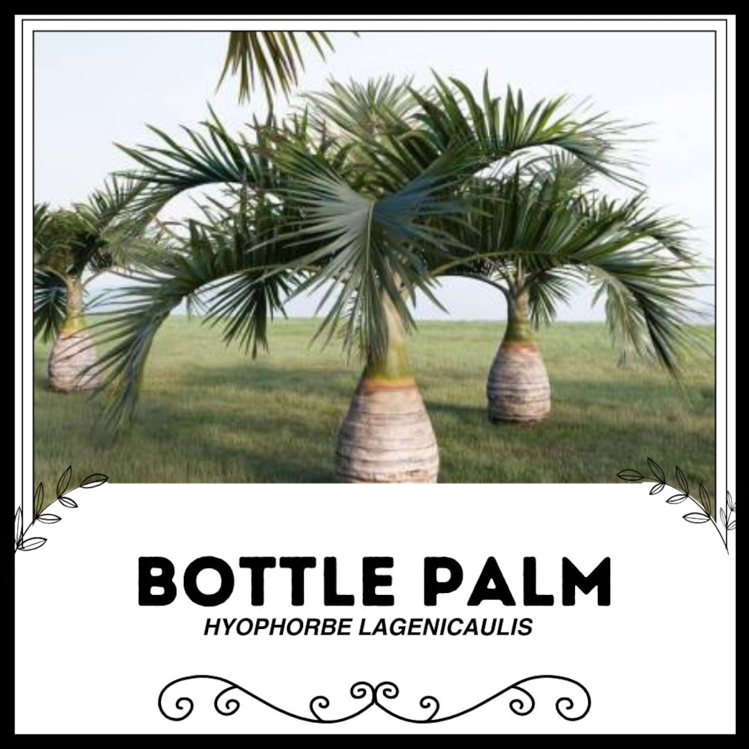 Bottle Palm - Hyophorbe Lagenicaulis - Rare 'plant' Seeds - Spindle ...