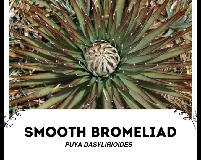 Hechtia Bromeliad / False Agave - Hechtia Stenopetala - Rare 'bromeliad ...