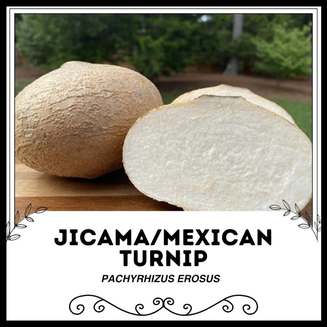 Jicama / navet mexicain - Pachyrhizus erosus - légume rare - Etsy France