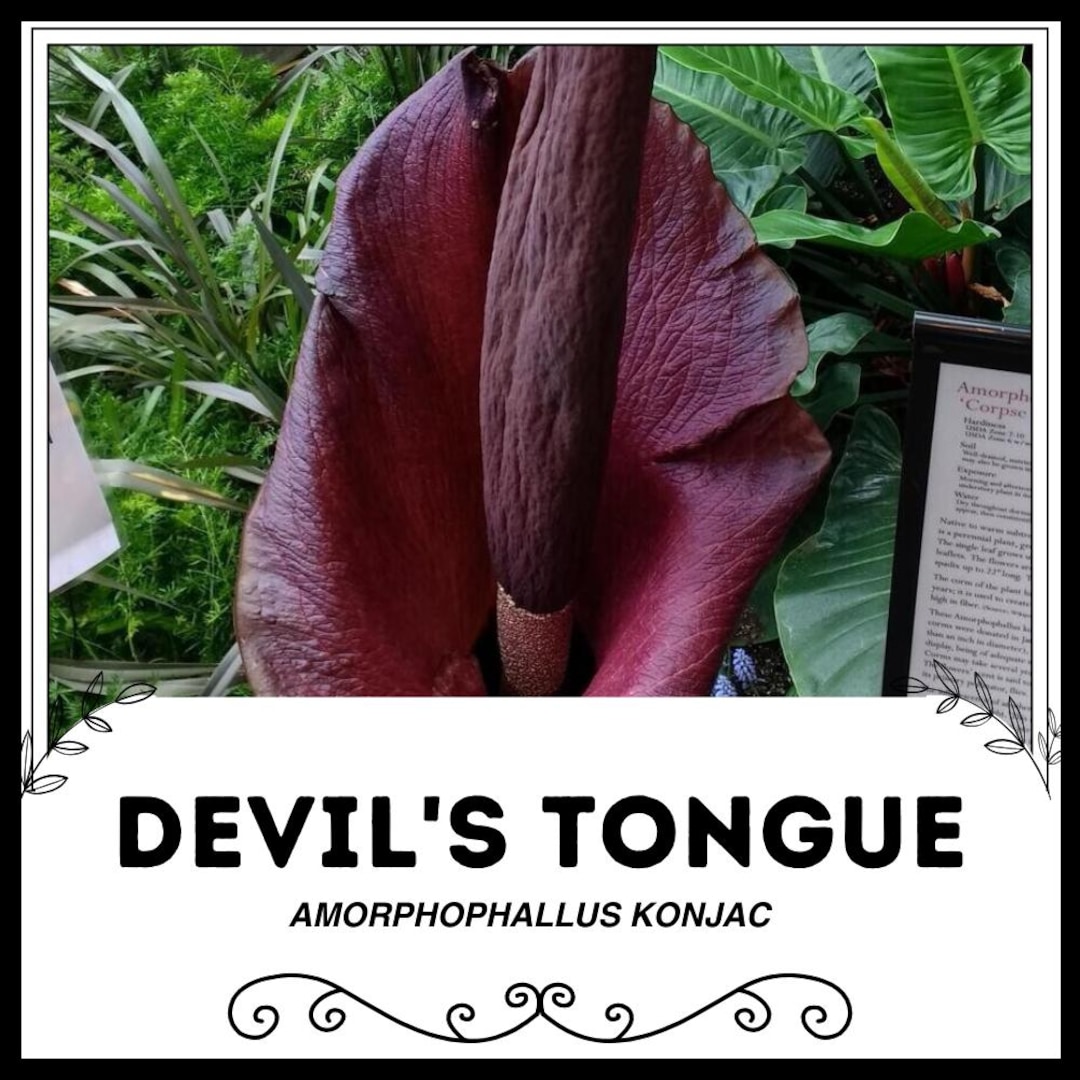 Buy Devil's Tongue - Amorphophallus Konjac - Rare 'plant' Seeds ...