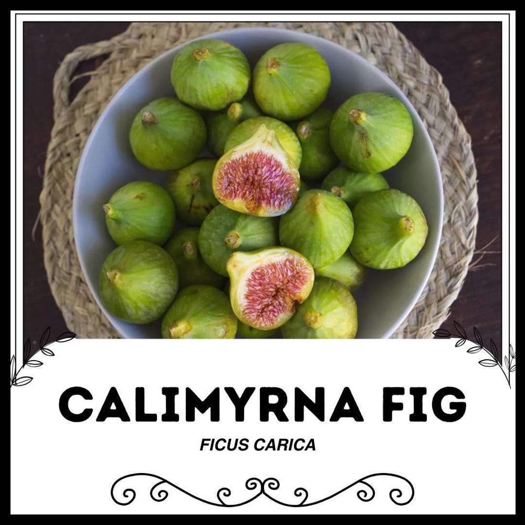 Calimyrna Fig - Ficus Carica - Rare 'fruit' Seeds - Smyrna Fig, Green ...