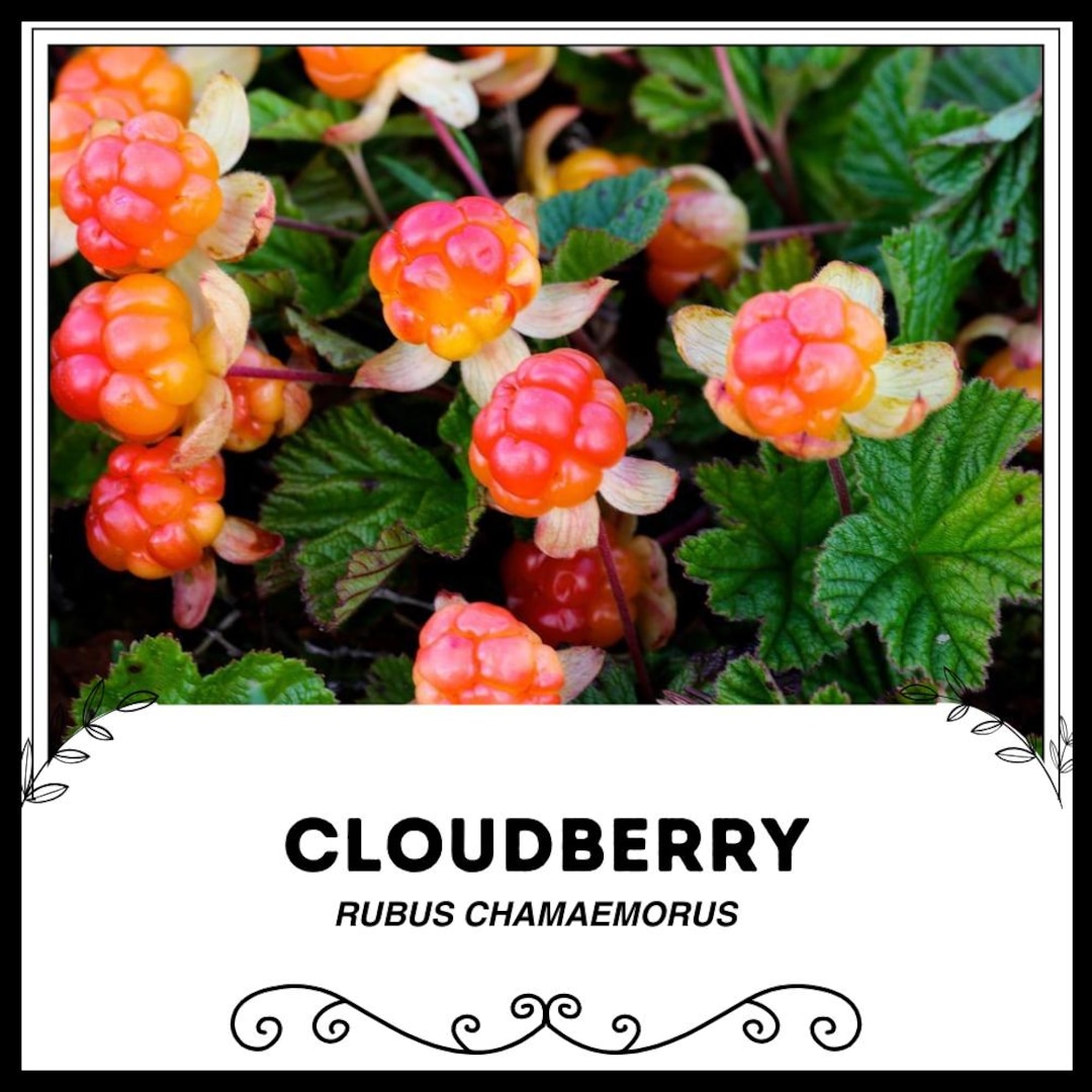 Cloudberry - Rubus Chamaemorus - Rare 'fruit' Seeds - Knotberry, Pink ...