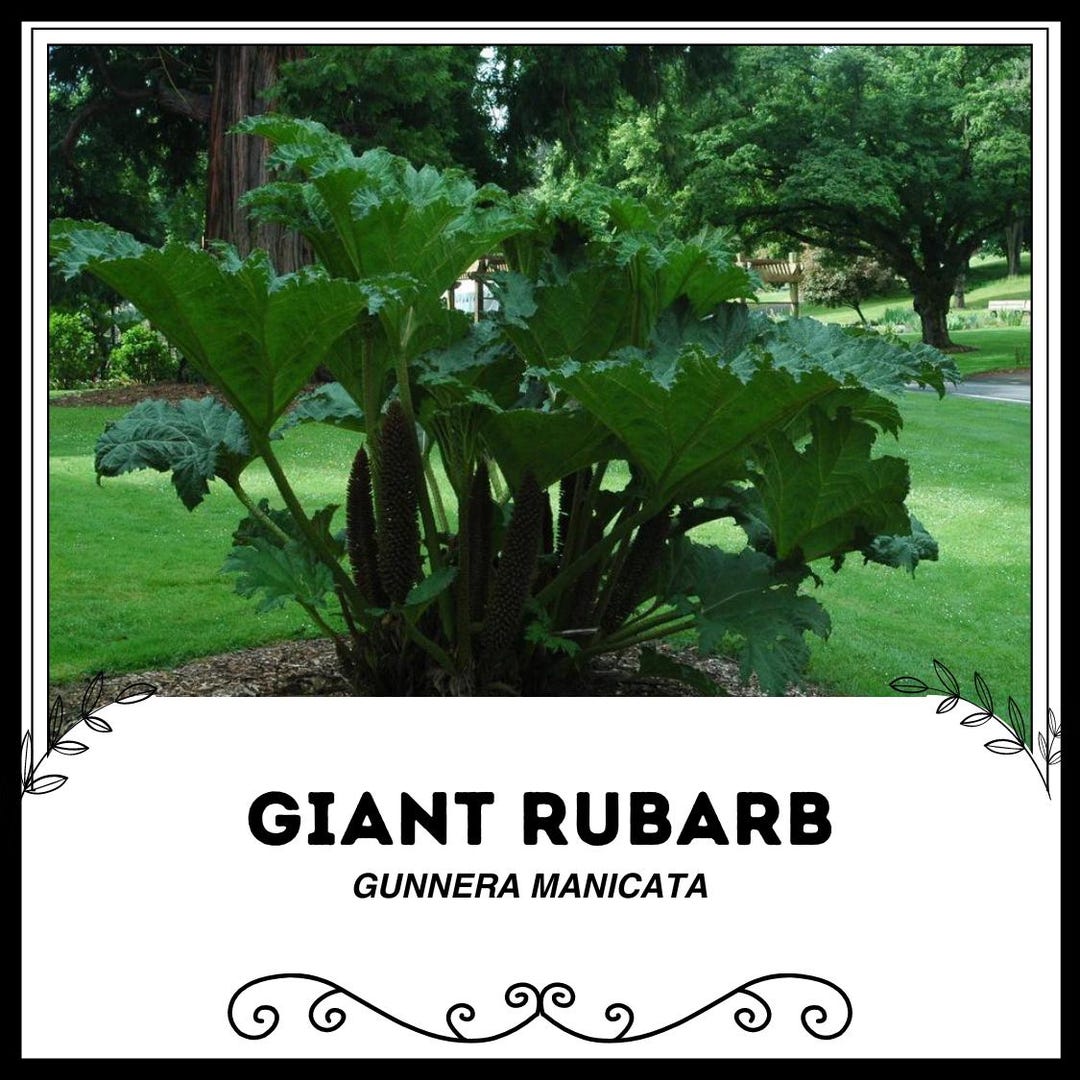Giant Rubarb - Gunnera Manicata - Rare 'plant' Seeds - Elephant Ear ...
