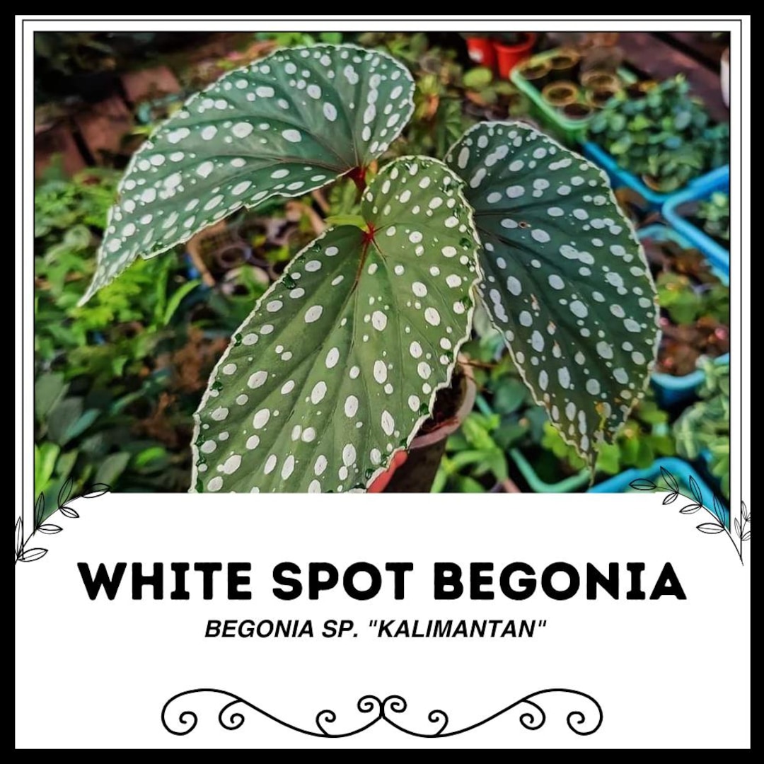 White Spot Begonia - Begonia Sp. "kalimantan" - Rare 'plants' Seeds ...