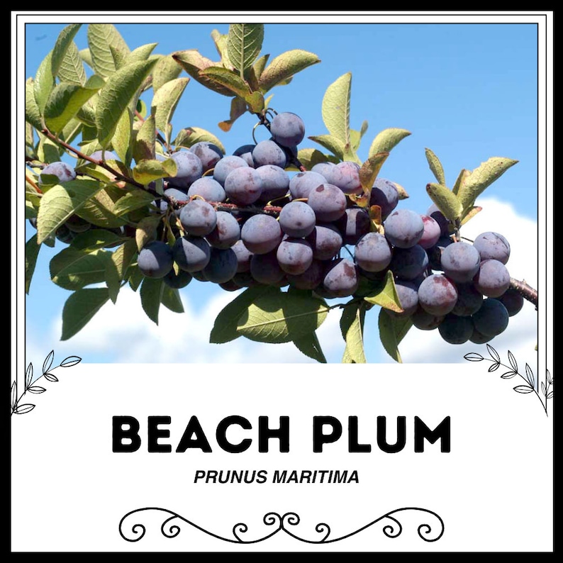 Beach Plum - Prunus Maritima - Rare 'fruit' Seeds - Coastal Plum ...