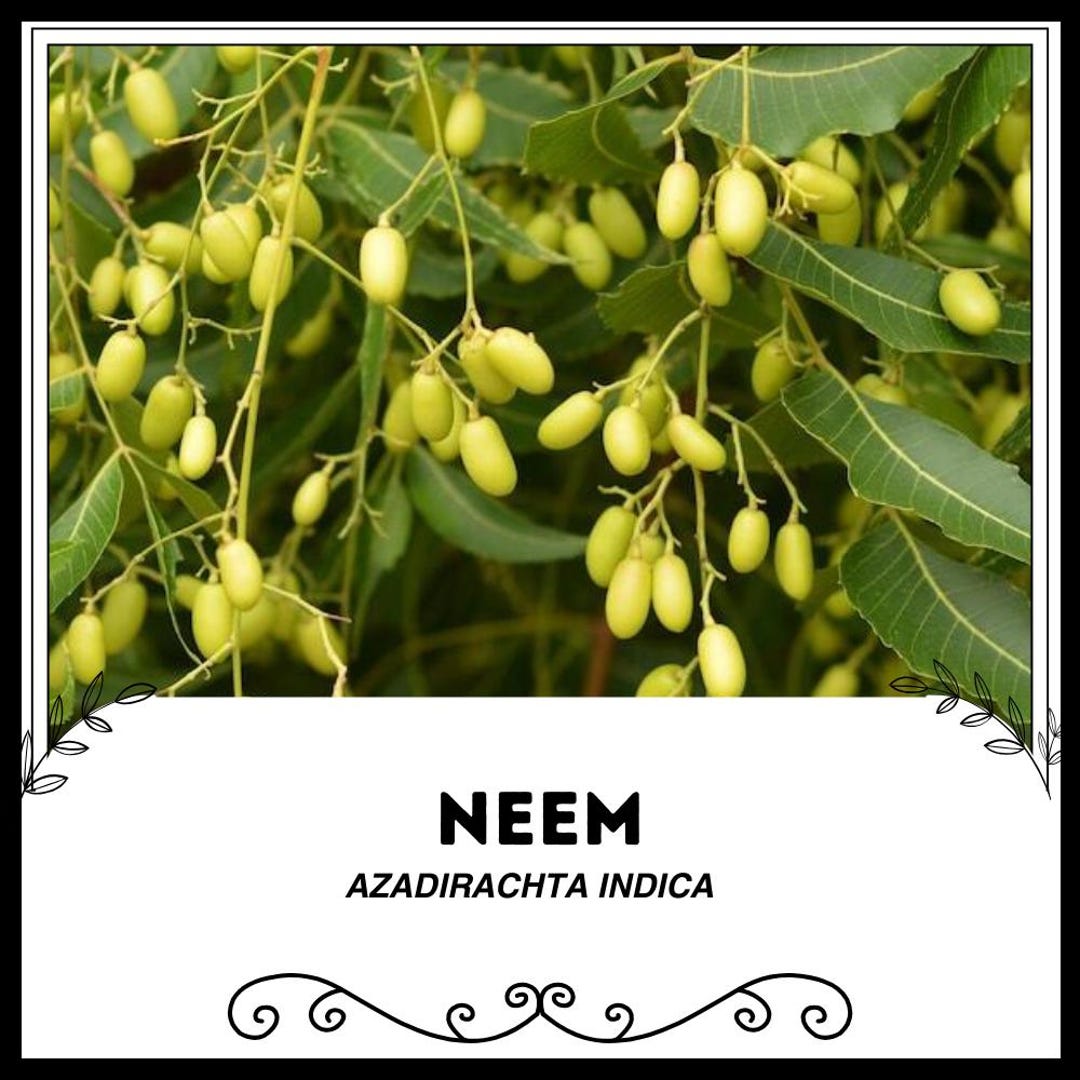 Neem - Azadirachta Indica - Rare Plants Seeds - Margosa Tree, Green ...