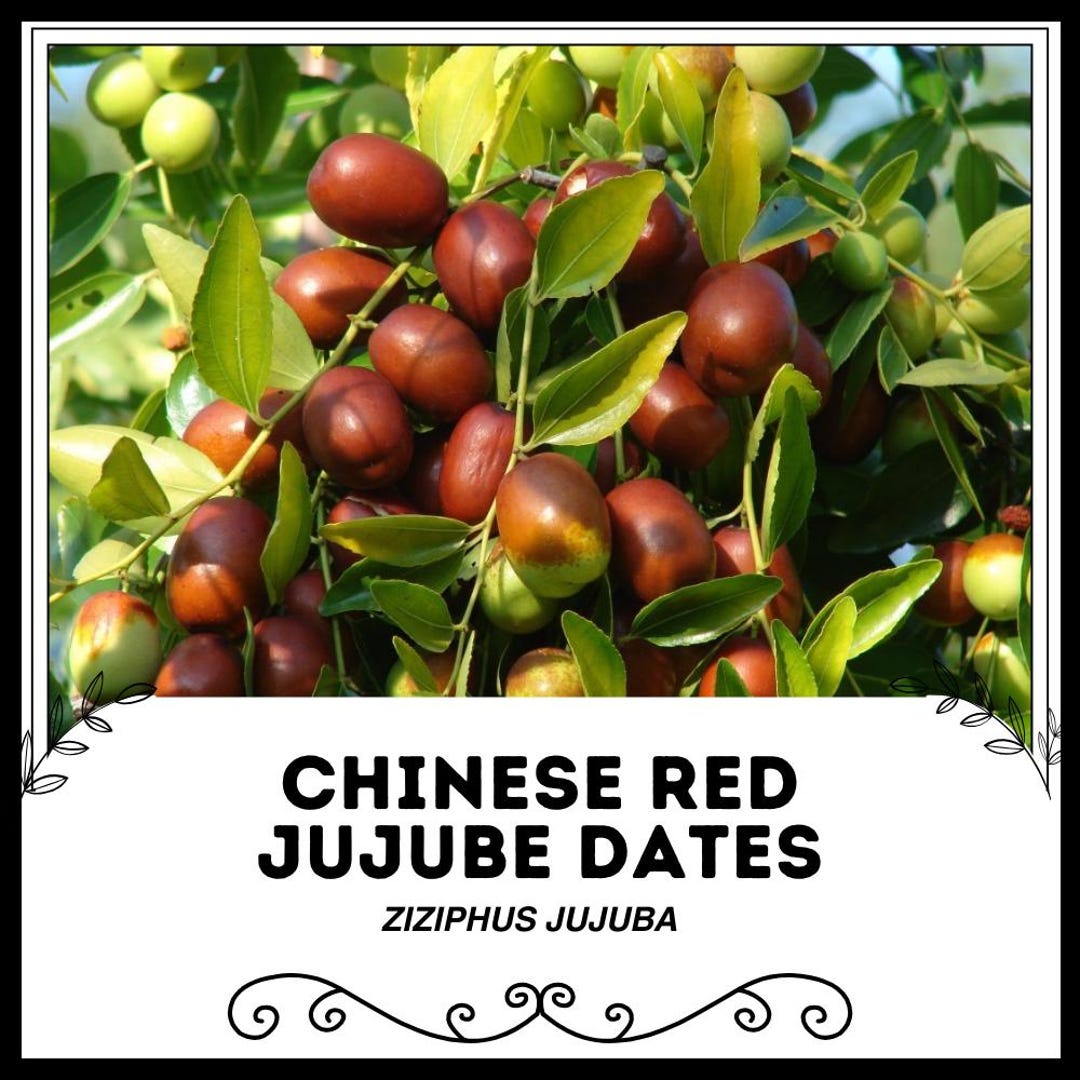 Chinese Red Jujube Dates - Ziziphus Jujuba - Rare 'fruit' Seeds ...
