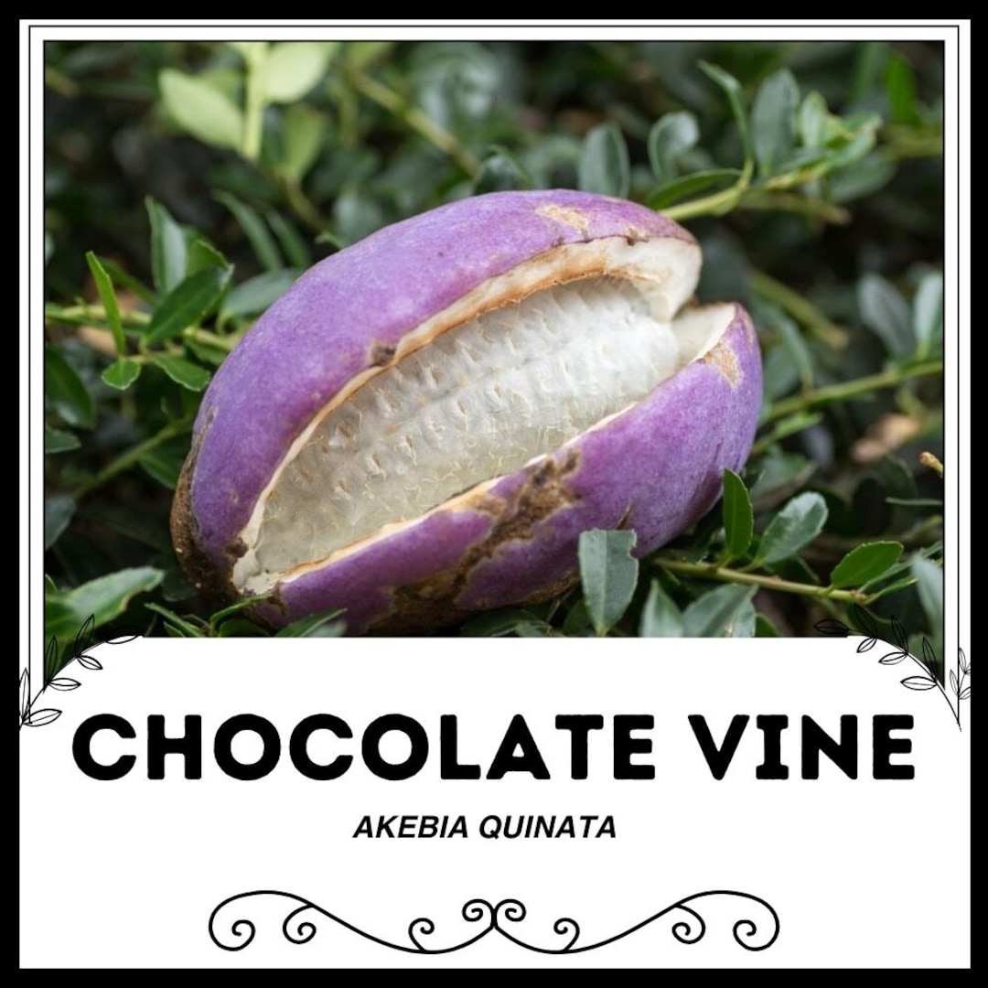 Chocolate Vine - Akebia Quinata - Rare 'fruit' Seeds - Fiveleaf ...