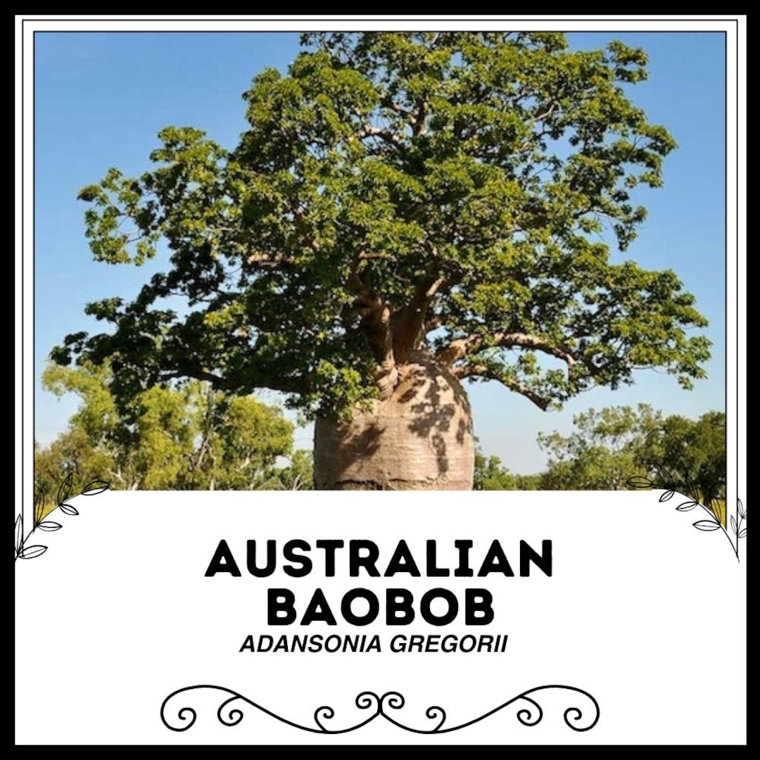 Australian Baobob - Adansonia Gregorii - Rare 'plant' Seeds - Boab, Red ...