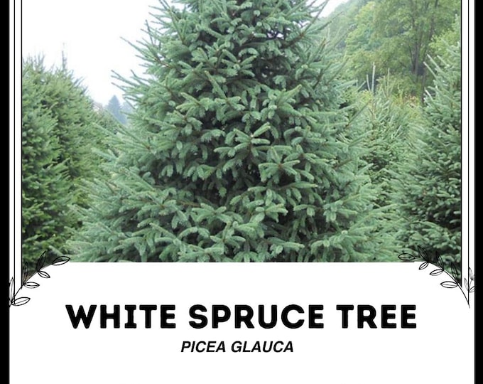 White Spruce Bonsai Tree - Picea Glauca - Rare 'bonsai Tree' Seeds ...