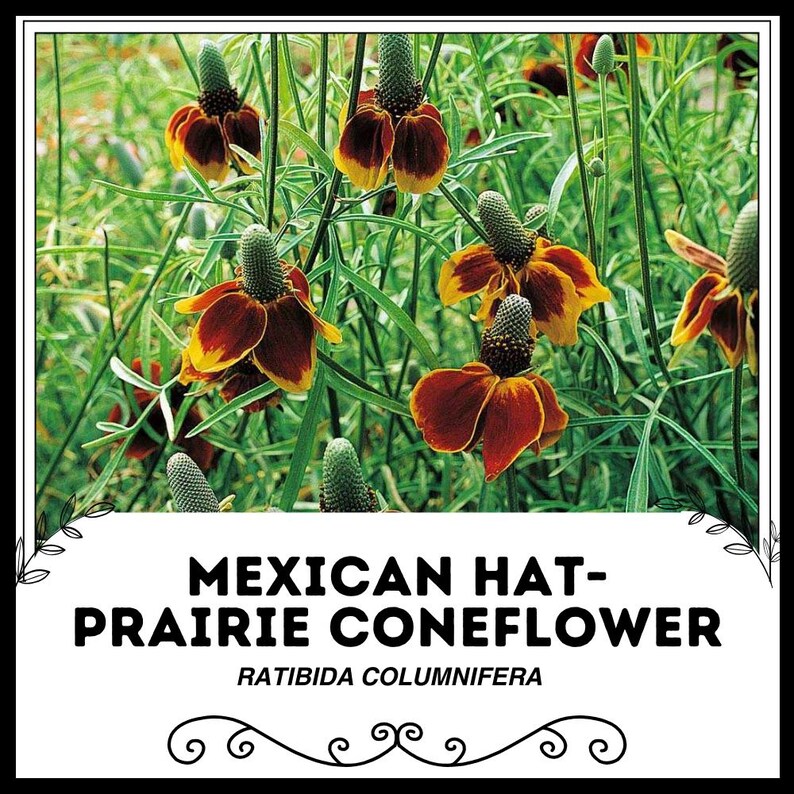 Mexican Hat - Prairie Coneflower - Ratibida Columnifera - Rare 'plant ...