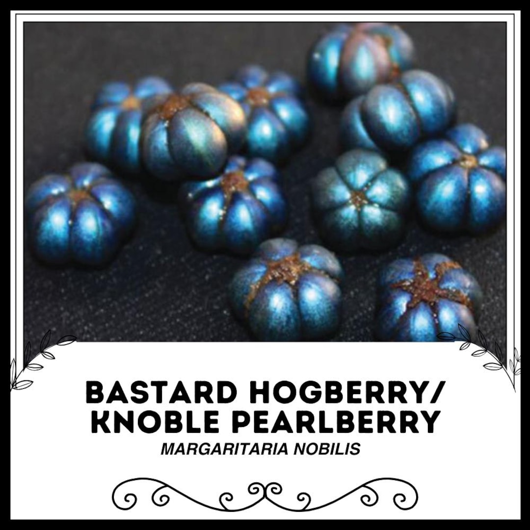 Bastard Hogberry / Knoble Pearlberry - Margaritaria Nobilis - Rare ...