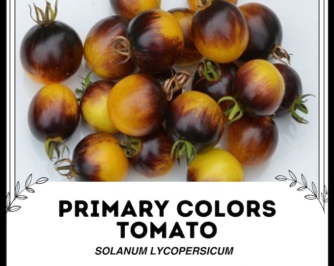 Pink Fang Tomato - Solanum Lycopersicum - Rare Heirloom Vegetable ...