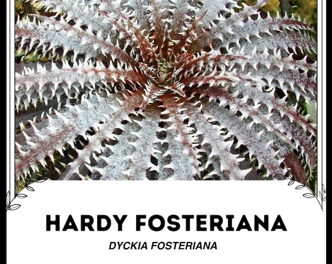 Hechtia Bromeliad / False Agave - Hechtia Stenopetala - Rare 'bromeliad ...