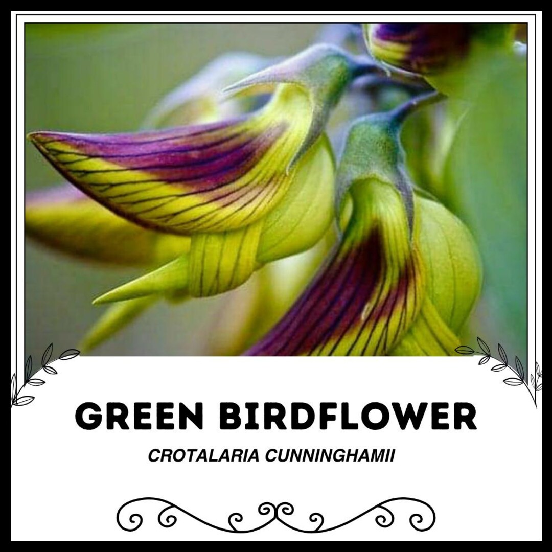Green Birdflower - Crotalaria Cunninghamii - Rare 'plant' Seeds - Green ...
