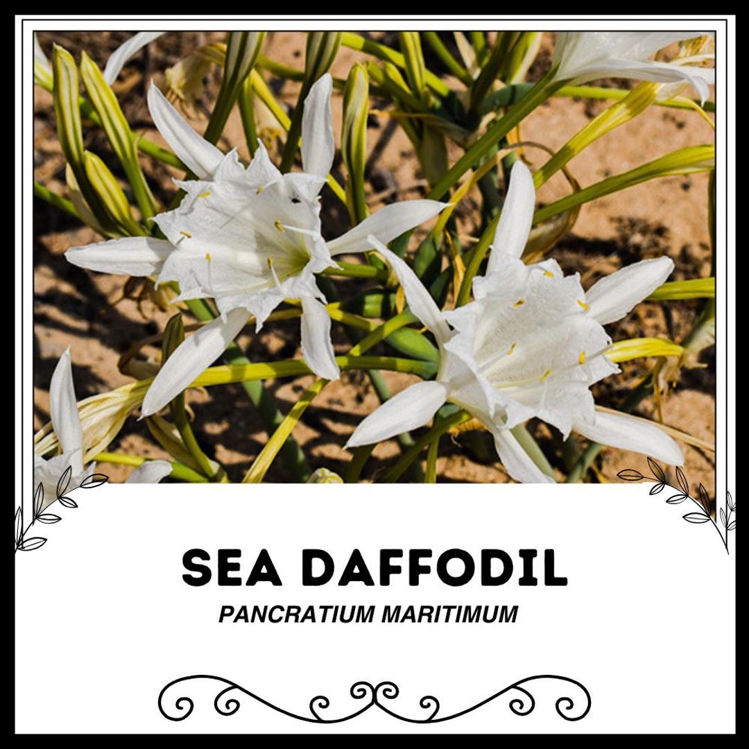 Sea Daffodil - Pancratium Maritimum - Rare 'plant' Seeds - Sand Lily ...